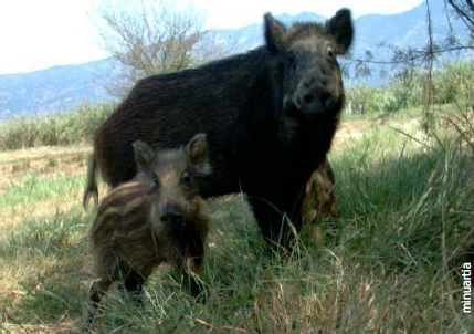 El senglar: situació i escenari de futur | ICEA - Institució Catalana d ...